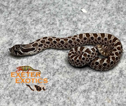 Exeter Exotics - MorphMarket