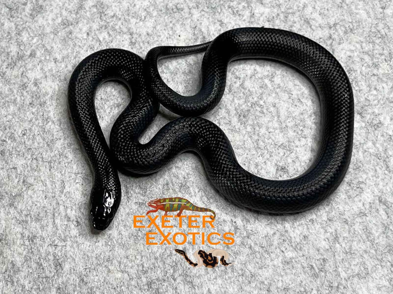 King Snake Mexican Black Kingsnake by Exeter Exotics - MorphMarket