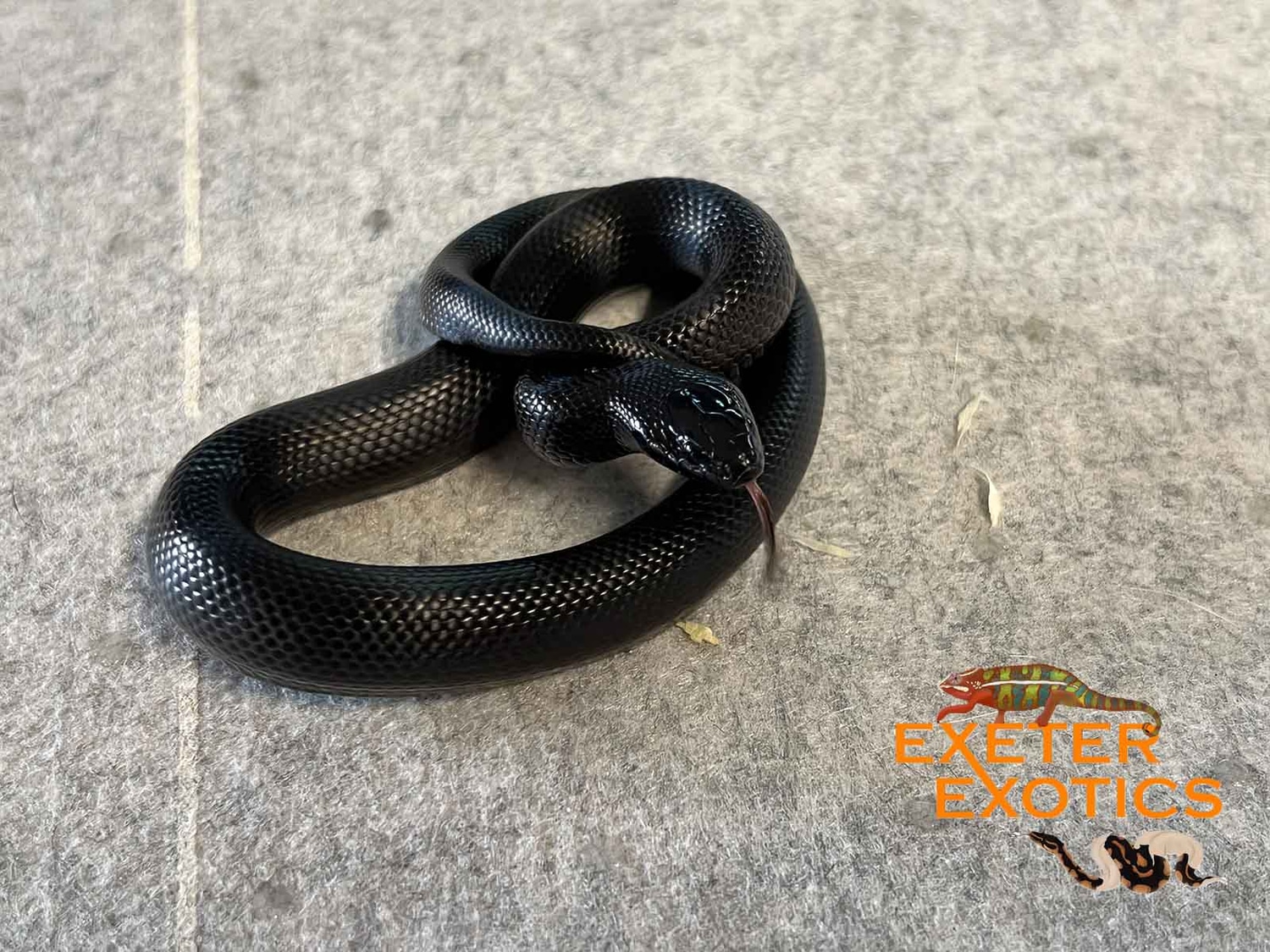 King Snake Mexican Black Kingsnake by Exeter Exotics - MorphMarket