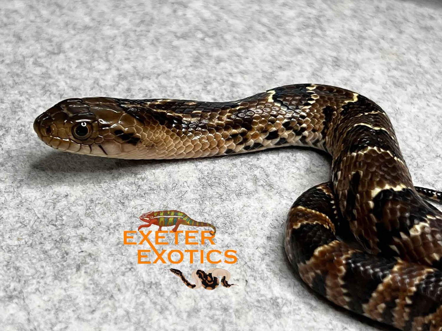 False Water Cobra Other Colubrid by Exeter Exotics - MorphMarket