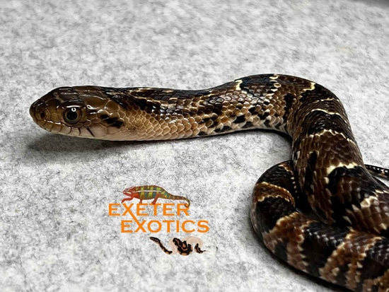False Water Cobra More Colubrid by Exeter Exotics