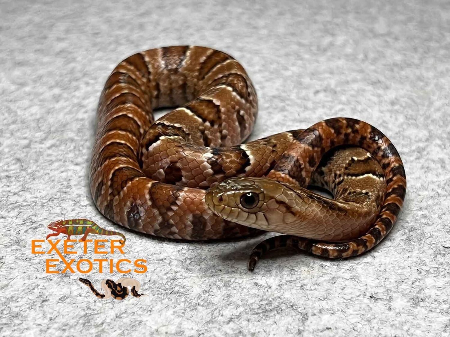 Hypo False Water Cobra More Colubrid by Exeter Exotics - MorphMarket