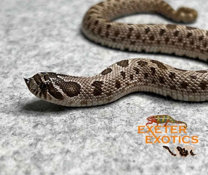 Exeter Exotics - MorphMarket