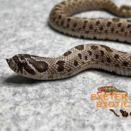 Exeter Exotics - MorphMarket