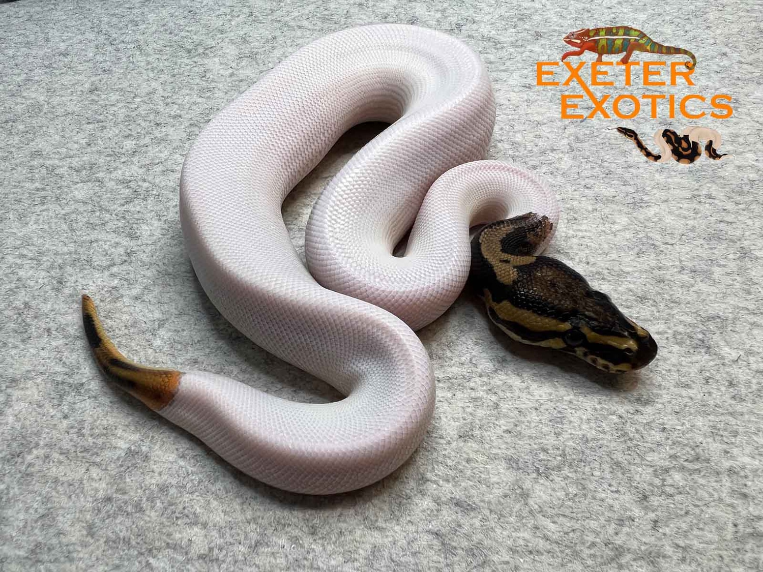 Leopard Pied Ball Python by Exeter Exotics - MorphMarket