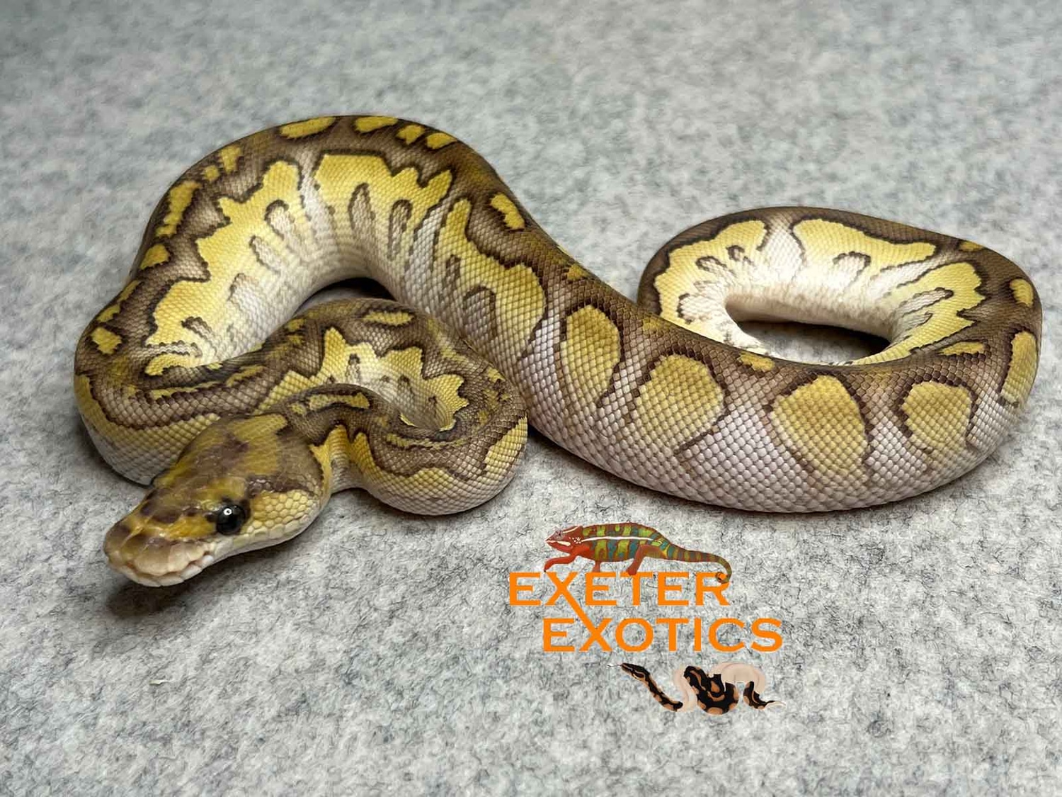 Lesser Clown 66% Het Ultramel Ball Python by Exeter Exotics - MorphMarket