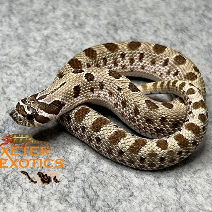 Exeter Exotics - MorphMarket