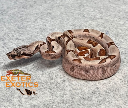 Exeter Exotics - MorphMarket