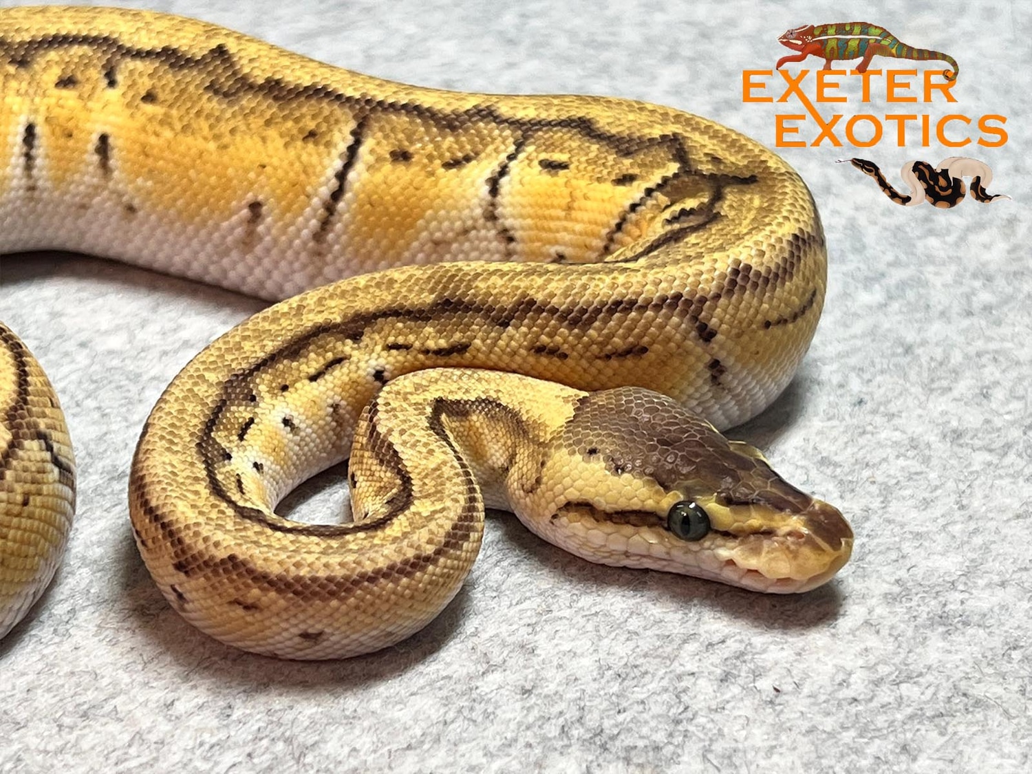 Pastel Fire Pinstripe (Possible Cypress) 66% Het Desert Ghost Ball ...