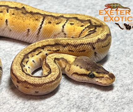 Exeter Exotics - MorphMarket