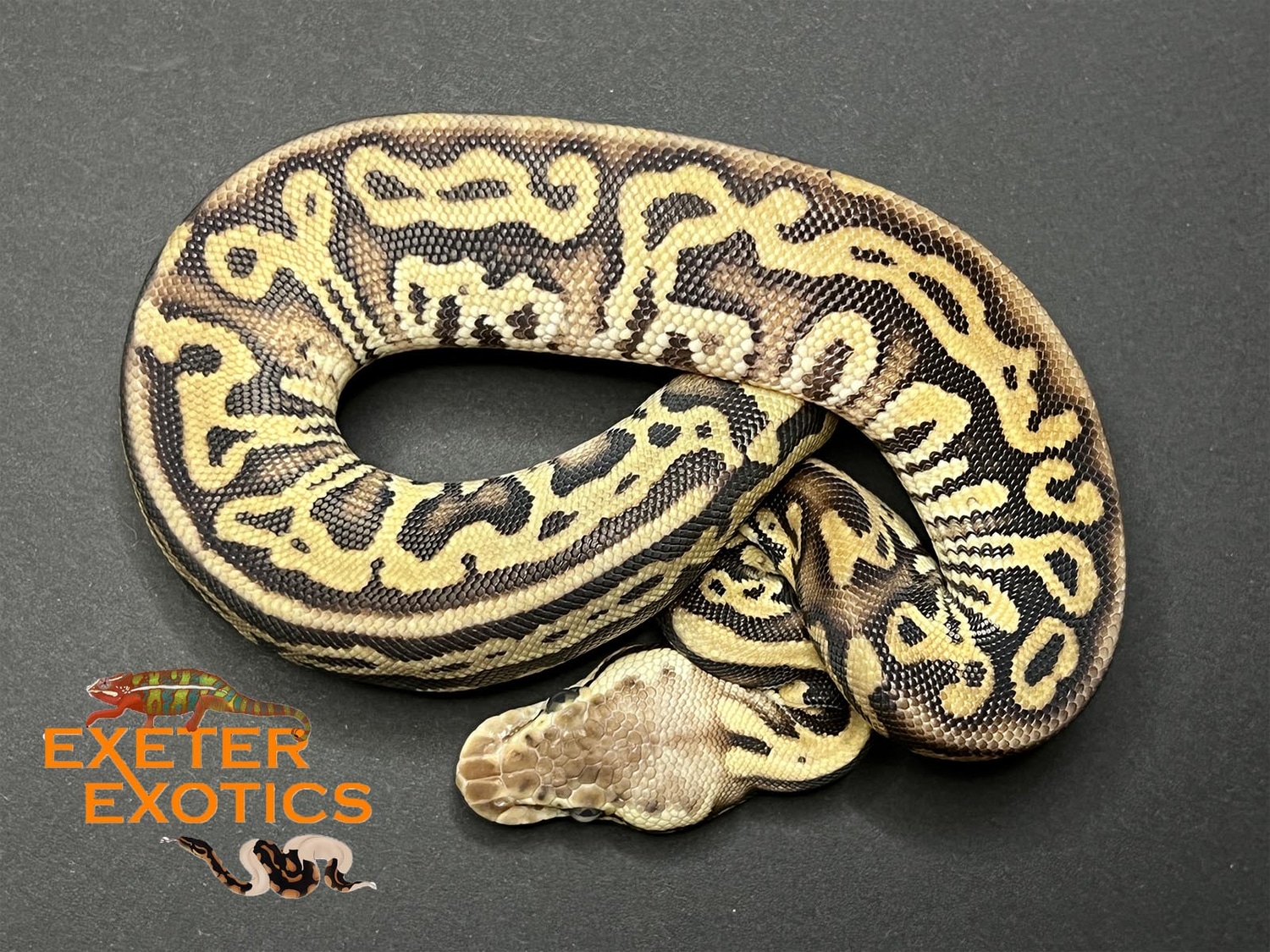 Leopard Pastel 100% Het Clown Ball Python by Exeter Exotics - MorphMarket