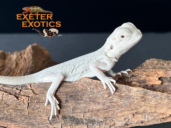Hypo Zero Leatherback 66% Het Translucent Bearded Dragon Central Bearded Dragon by Exeter Exotics