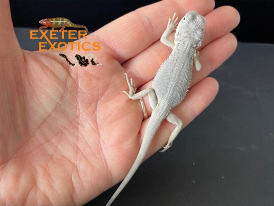 Hypo Zero Translucent Leatherback Bearded Dragon Central Bearded Dragon by Exeter Exotics