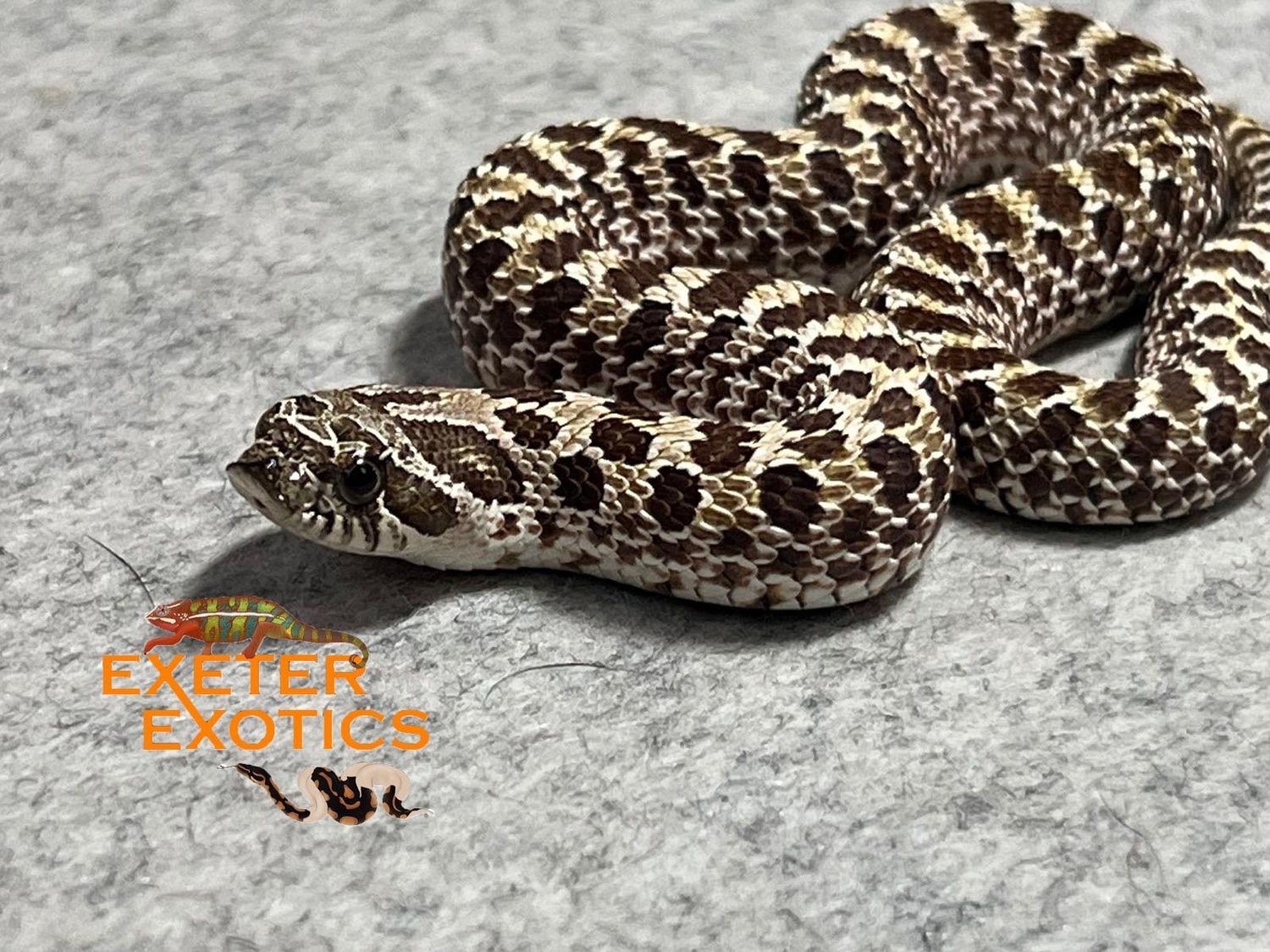Normal 50% Het Toffeeglow Western Hognose by Exeter Exotics - MorphMarket