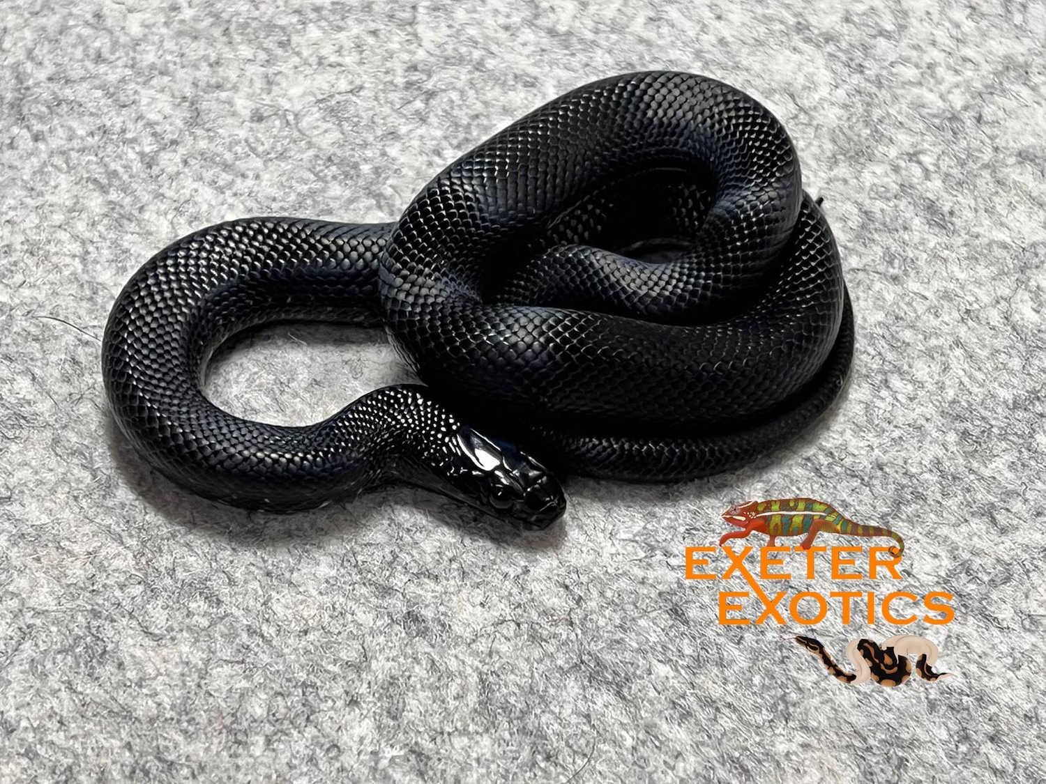 King Snake Mexican Black Kingsnake by Exeter Exotics - MorphMarket