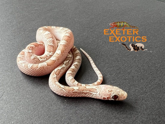 Pied Sided Ghost Blood Red Corn Snake by Exeter Exotics