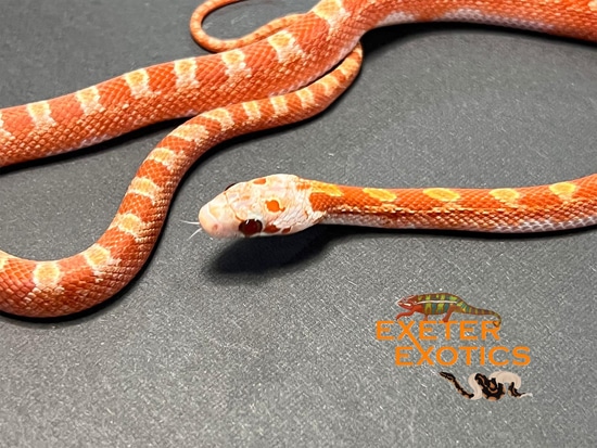 Pied Sided Hypo Blood Red Corn Snake by Exeter Exotics