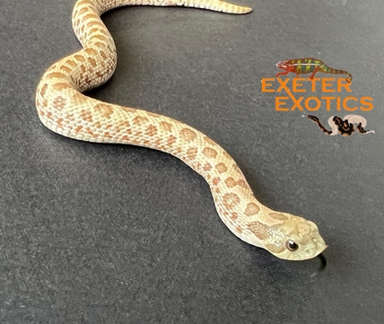 Exeter Exotics - MorphMarket
