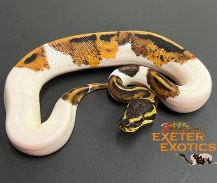 Exeter Exotics - MorphMarket