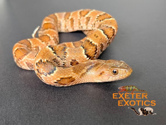 Hypo False Water Cobra More Colubrid by Exeter Exotics