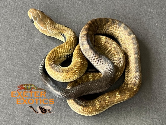 Black Tailed Cribo (Drymarchon Melanurus) Cribo & Indigo Snakes by ...