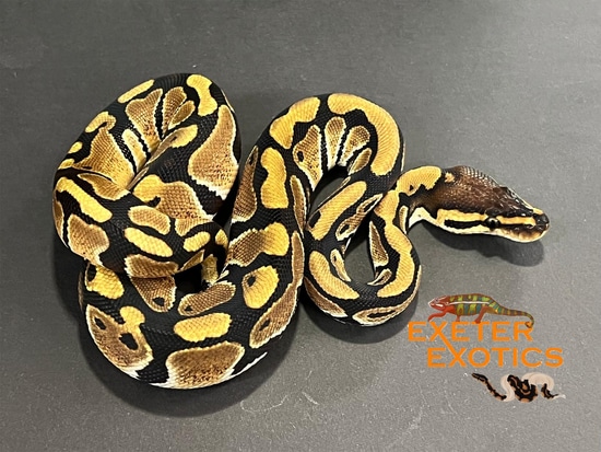 Normal 66% Het Puzzle 66% Het Clown Ball Python by Exeter Exotics