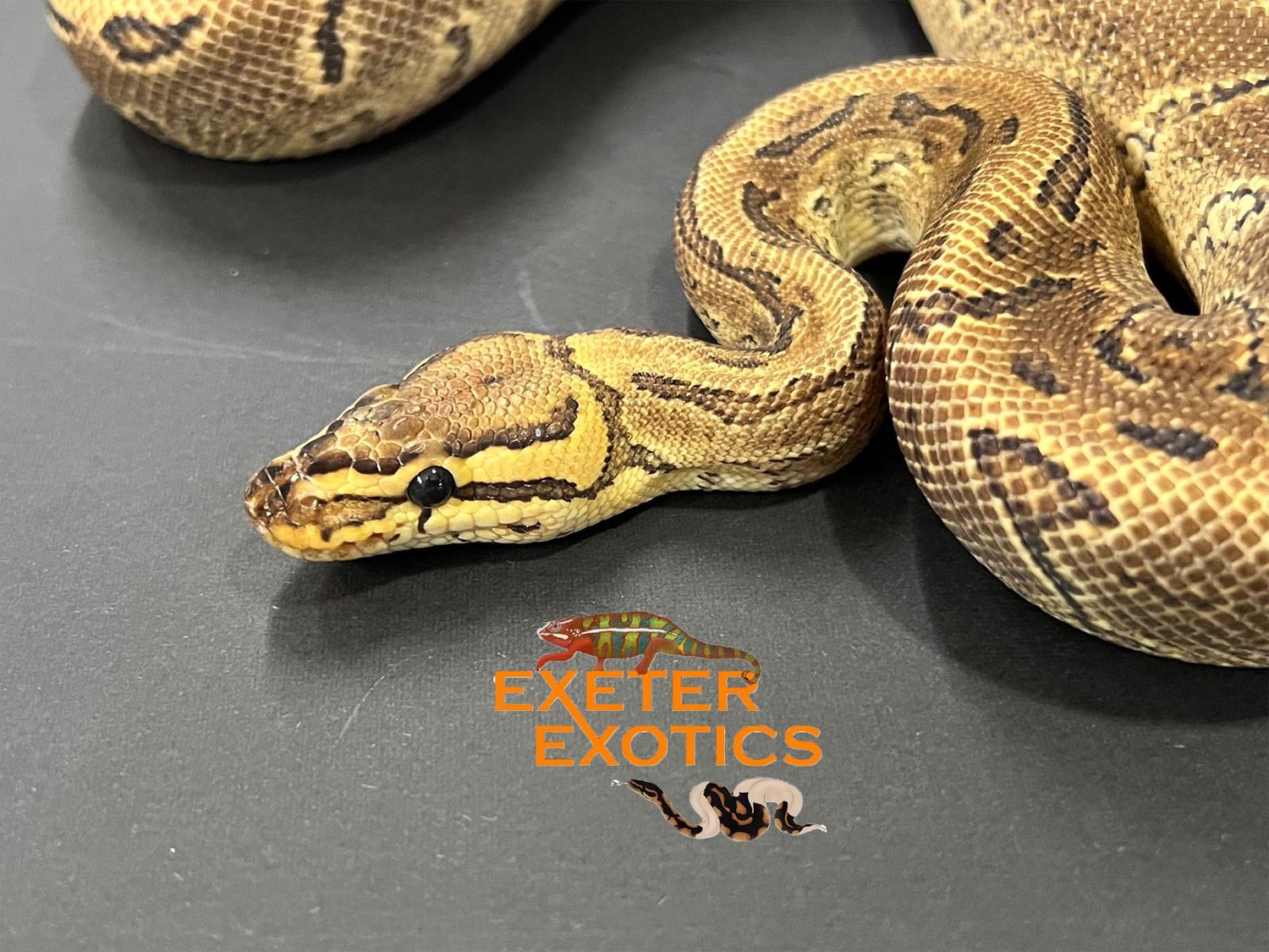 Pinstripe Asphalt Or Yellow Belly Ball Python by Exeter Exotics ...
