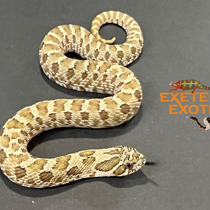 Exeter Exotics - MorphMarket