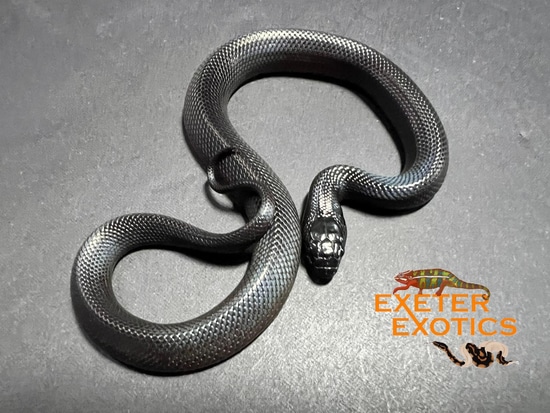 Mexican Black Kingsnake by Exeter Exotics