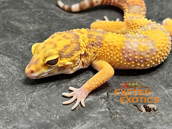 Electric Tremper Leopard Gecko by Exeter Exotics