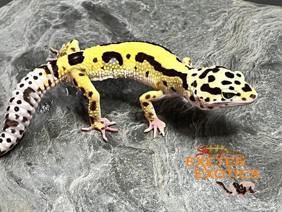 Bold Stripe Bandit Leopard Gecko by Exeter Exotics