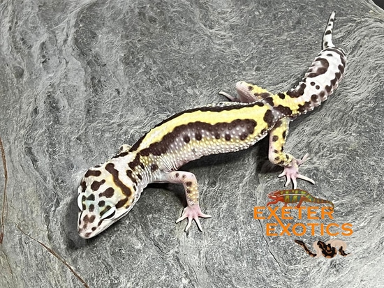 Mack Snow Bold Stripe Bandit Leopard Gecko by Exeter Exotics