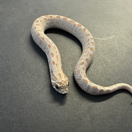 Exeter Exotics - MorphMarket