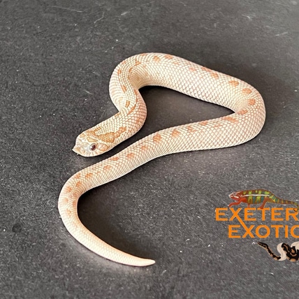 Exeter Exotics - MorphMarket