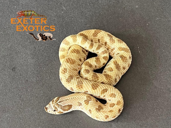 Anaconda 100% Het Sable Western Hognose by Exeter Exotics