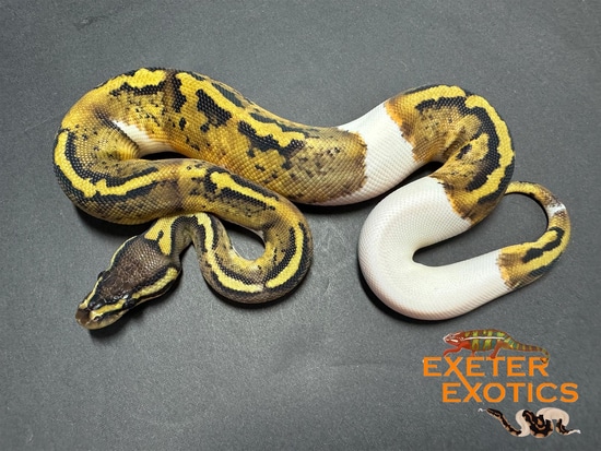 Pastel Pied 100% Het Desert Ghost Ball Python by Exeter Exotics
