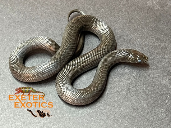 Mexican Black King Snake Mexican Black Kingsnake by Exeter Exotics