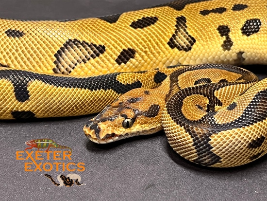 Leopard Yellow Belly Clown 50% Het Pied Ball Python by Exeter Exotics