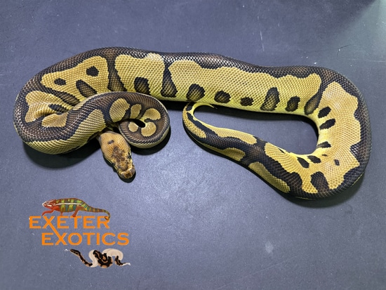 Leopard Clown 50% Het G-Stripe 50% Het Desert Ghost Ball Python by Exeter Exotics