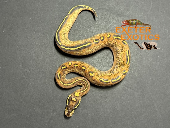Fire Freeway Ball Python by Exeter Exotics