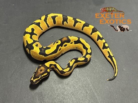 Fire Orange Dream Ball Python by Exeter Exotics