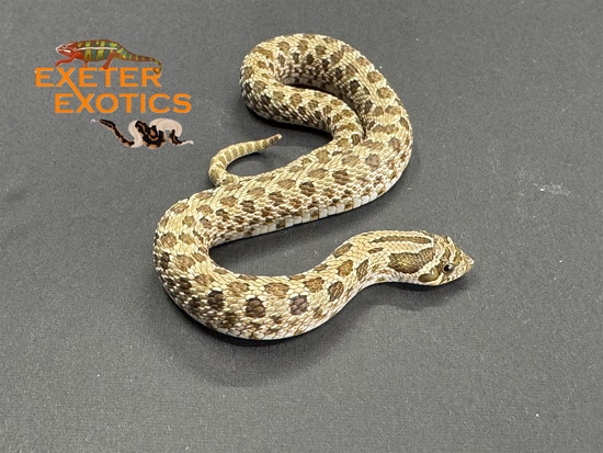 100% Het Frosted Western Hognose by Exeter Exotics
