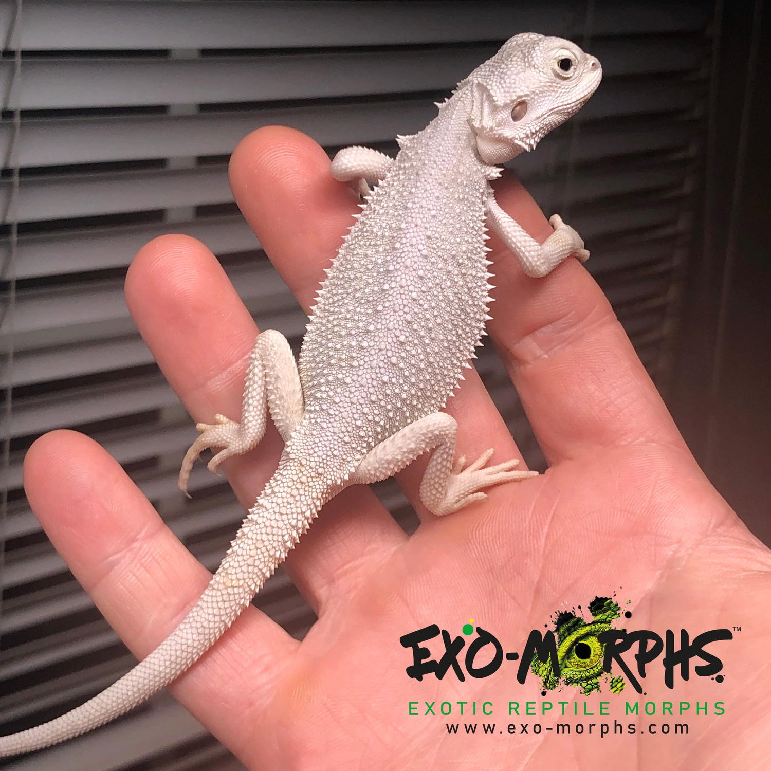 Hypo Zero Bearded Dragon Central Bearded Dragon by Exo-Morphs™ Exotic ...