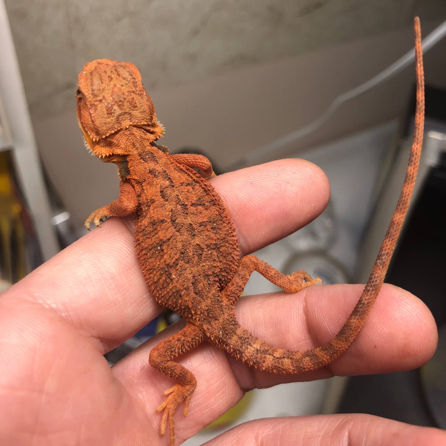 Hypo Orange Translucent Tiger Bearded Dragon Central Bearded Dragon by ...