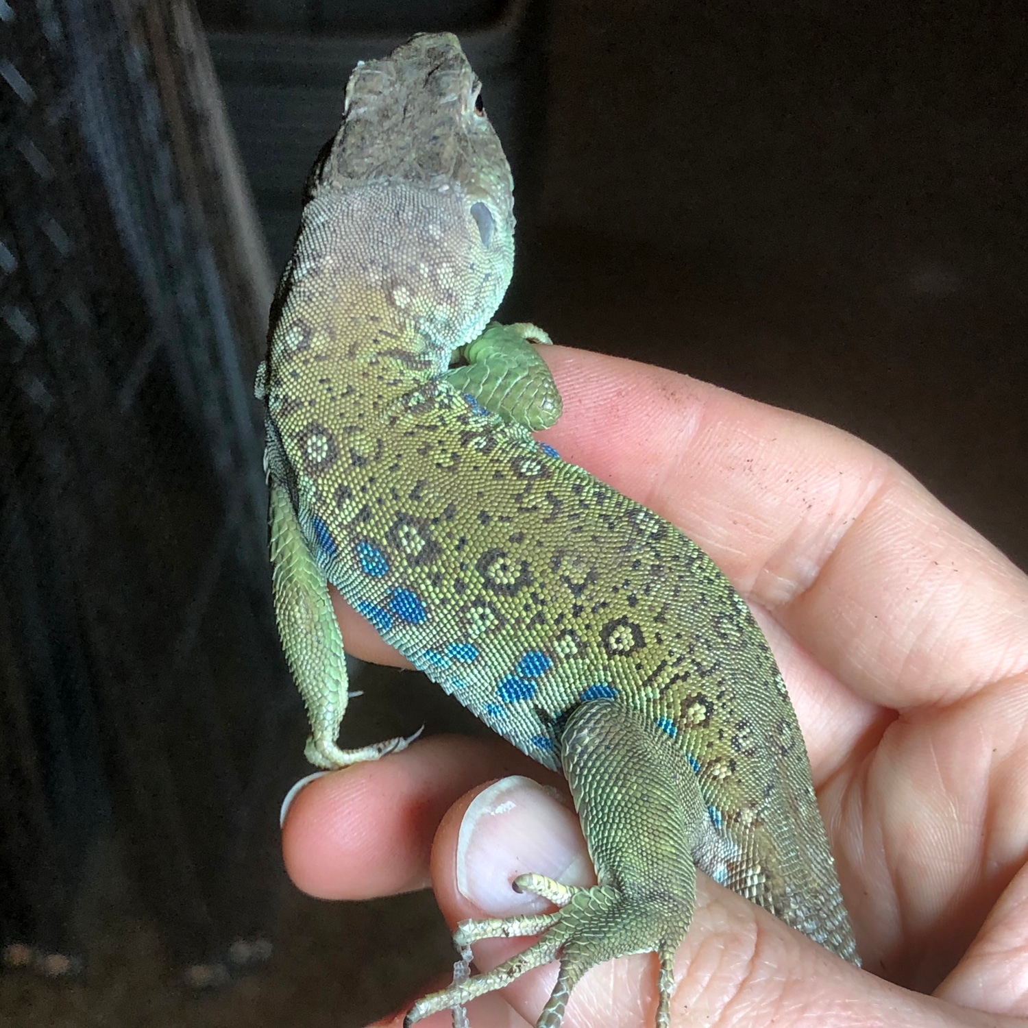 Jeweled Lacerta More Lizard by Exo-Morphs™ Exotic Reptile Morphs ...
