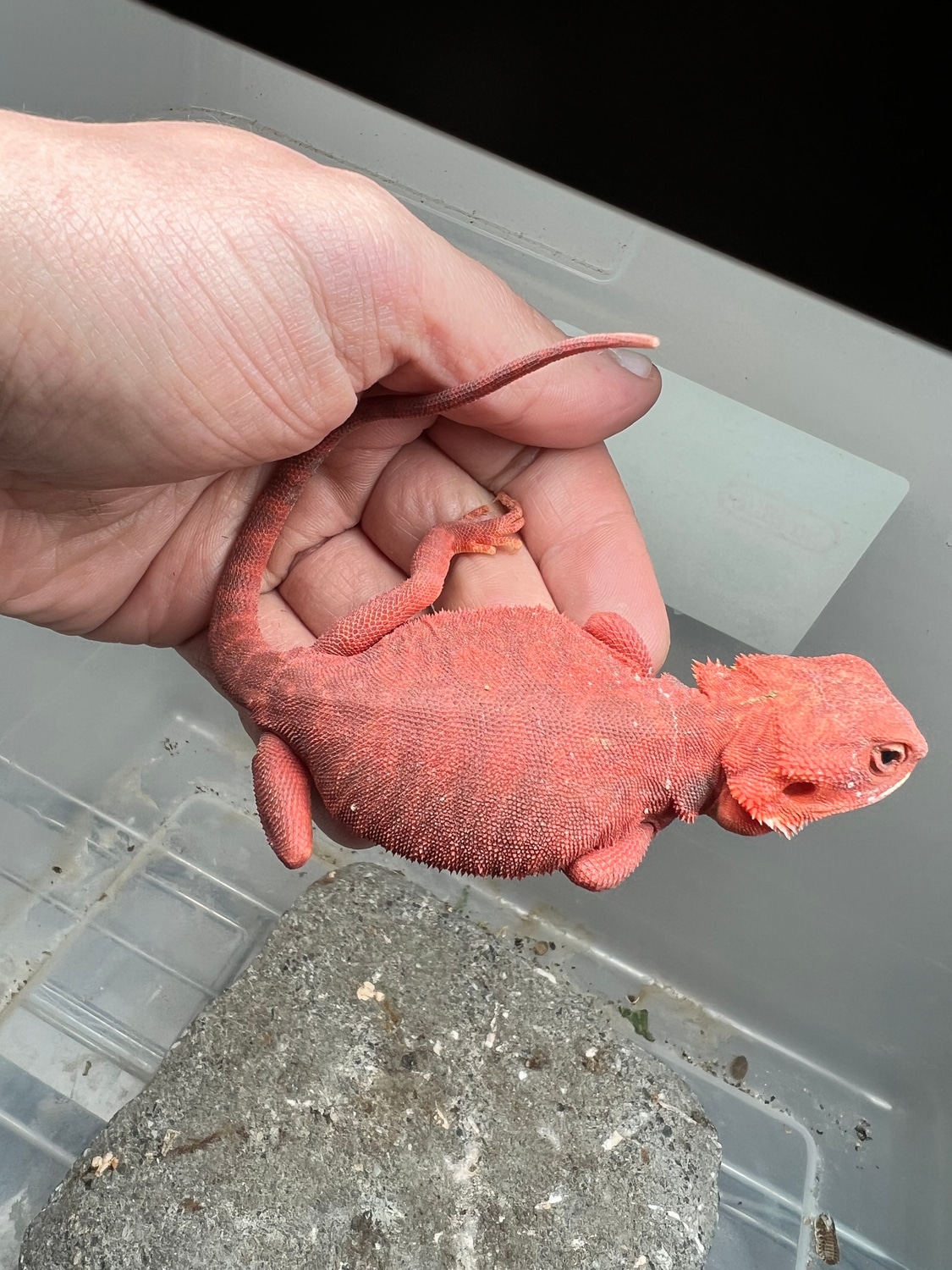 Red Leatherback Hypo Trans Bearded Dragon Central Bearded Dragon by Exo ...