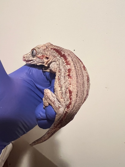 Red Striped Gargoyle Gecko by Exo-Morphs™ Exotic Reptile Morphs