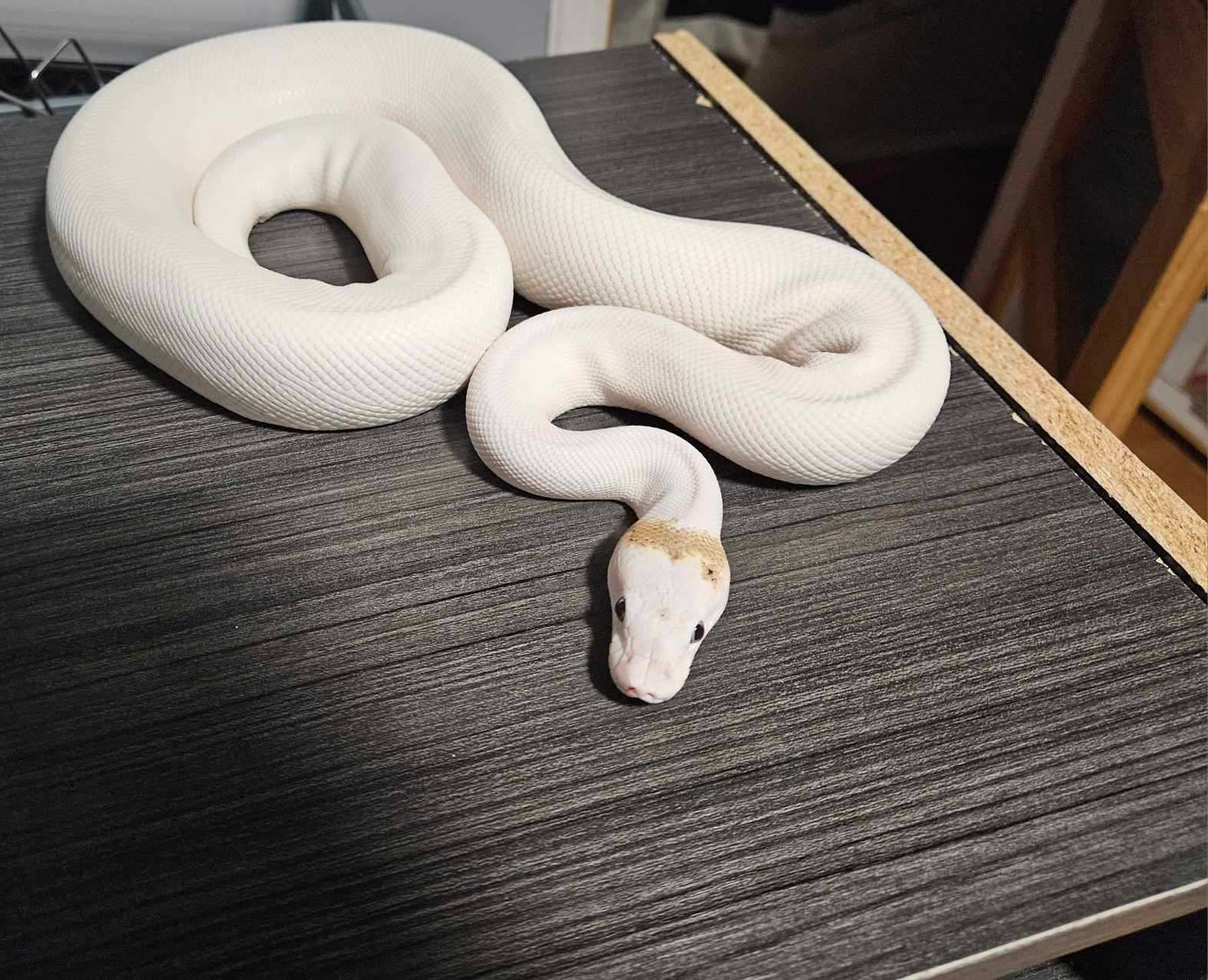 Blue Eyes Lucy Ball Python by Exolistics - MorphMarket