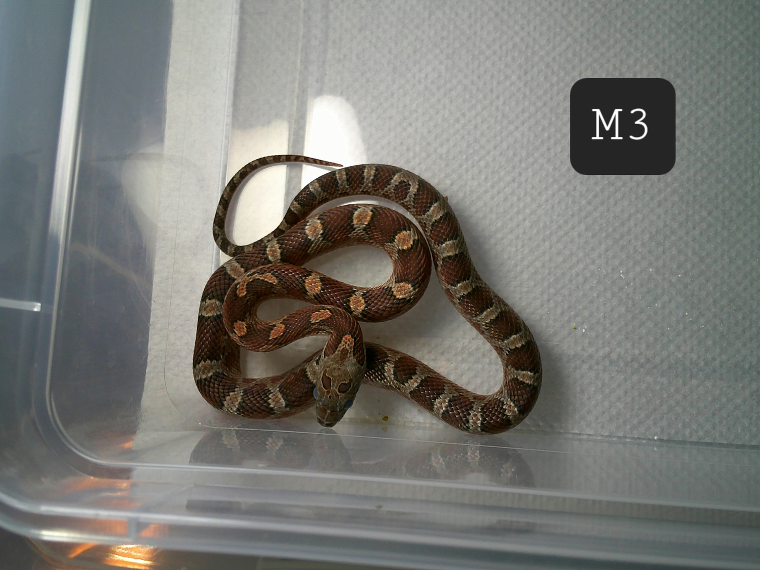 Diffused Het Hypo Corn Snake by Exonovel Snakes - MorphMarket
