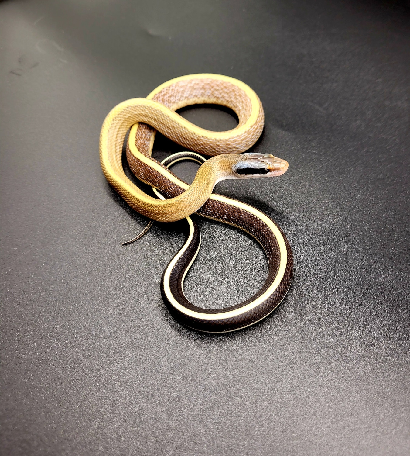 Cave Dwelling Rat Snake Other Rat Snake by Exotic Addicts - MorphMarket